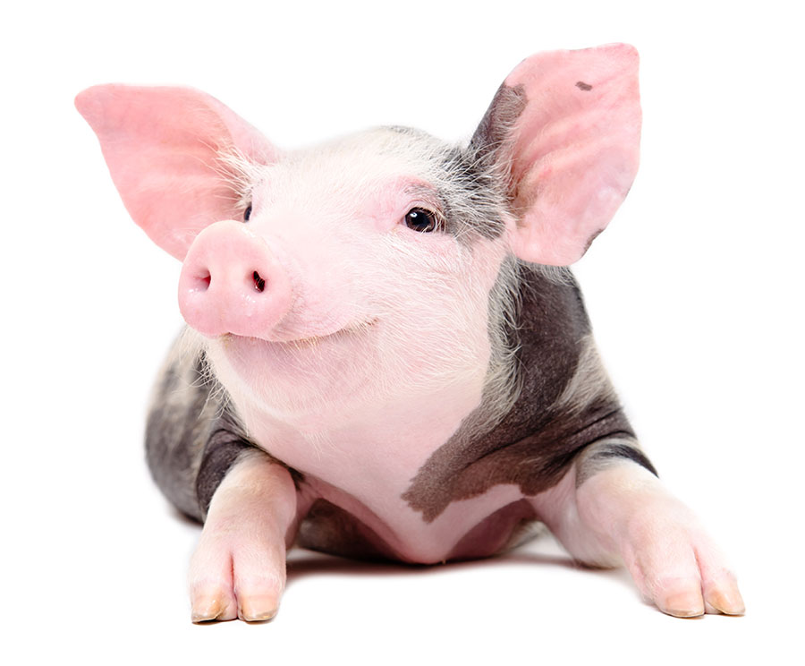 Become a Priority in the Year of the Earth Pig | Acutonics®